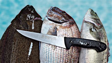 농어 참돔 광어 회뜨기 오징어 회썰기 Youtube