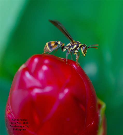 Bees And Wasps Of The Philippines Behance