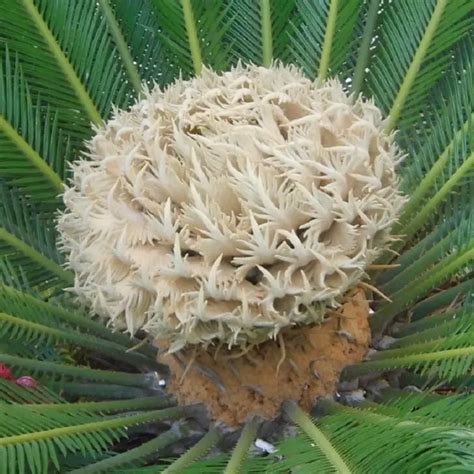 Cycas Revoluta Sago Palm A Spectacular Ornamental Exotic Plant