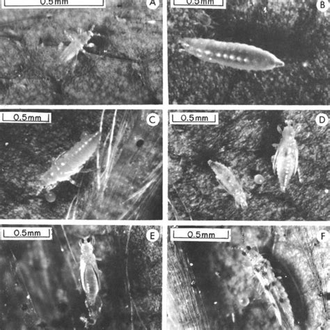 Life Stages Of S Sexmaculatus A Recently Eclosed Lst Stage Larva B
