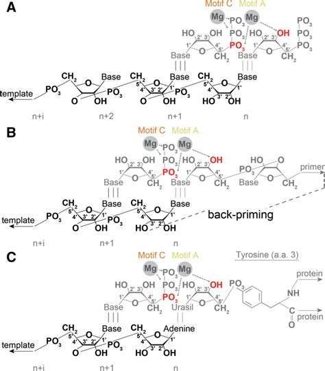 Common And Unique Features Of Viral Rna Dependent Polymerases Pmc