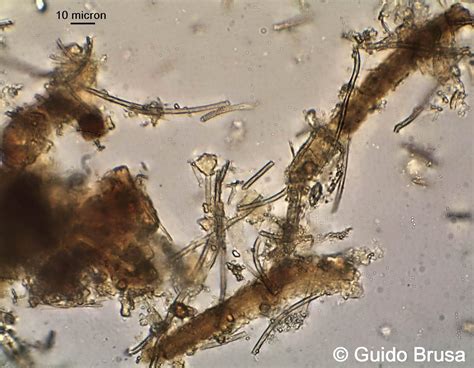 Flora Insubrica Leptothrix Ochracea