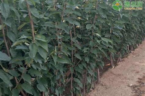 樱桃树苗什么时候种植最好 惠农网