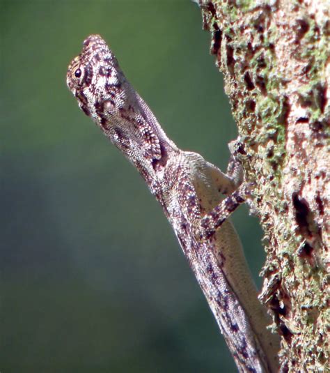 Draco Volans Flying Lizard