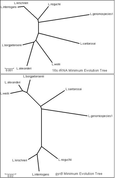 minimum evolution trees of the gyrb and 16s rrna gene created using the