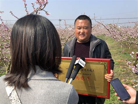 以花为媒 以桃兴农 安徽肥东举办响导桃花节 搜狐大视野 搜狐新闻