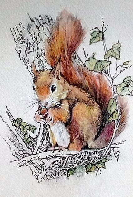 Learn How To Draw A Red Squirrel