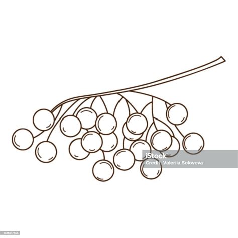 로완 베리의 무리 가을 수확 윤곽이 있는 식물 식물 설계 요소 낙서 손으로 그린 플랫 디자인 검정 흰색 벡터 그림 흰색 배경에