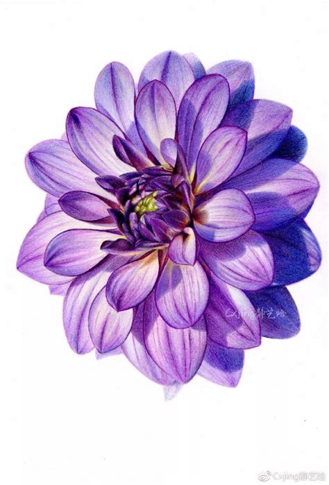 画鲜花绽放图复杂 鲜花绽放图怎么画 鲜花绽放图简笔画 大山谷图库