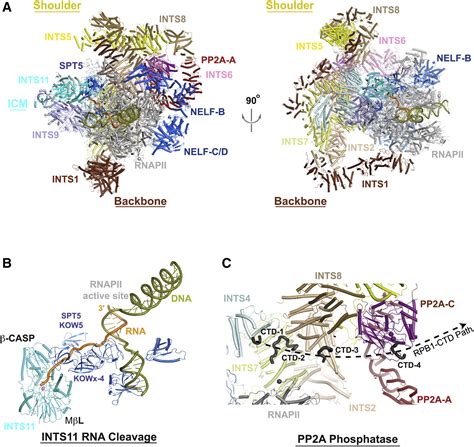 Integrator Is A Global Promoter Proximal Termination Complex Molecular