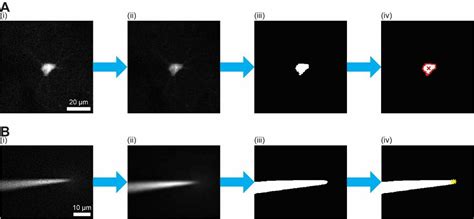 automated control of cellular neuroscience experiments with image processing matlab and simulink