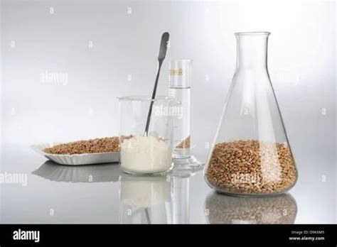 Wheat Quality Testing At ₹ 1200pack In Ahmedabad Id 26373582348