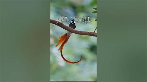 هو الله الذي لا اله الا هو الملك القدوس السلام المؤمن المهيمن العزيز