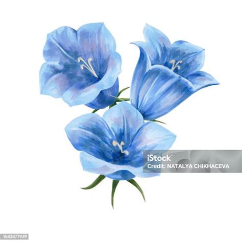 수채화로 그려진 그림 블루 벨 꽃 세트입니다 흰색 배경에 격리되어 있습니다 엽서초대장 신청 구도에 대한 스톡 벡터 아트 및 기타 이미지 Istock