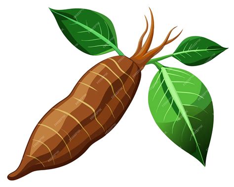 Cassava Vector Illustration Isolated In White Background Premium Ai Generated Vector