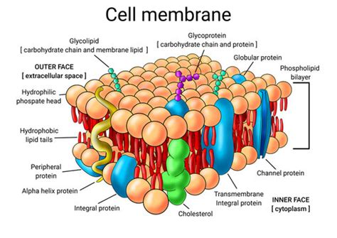 Cell Membrane Drawing
