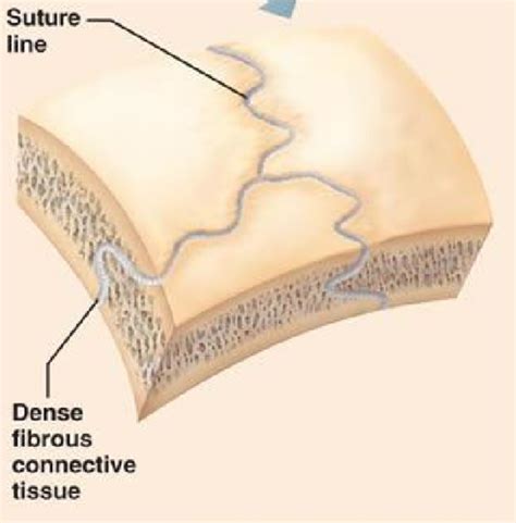 MSK Block Patho Structure Fxn Of Joints Muscles Flashcards Quizlet