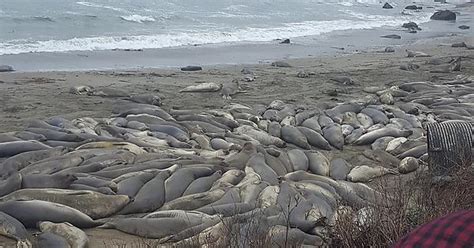 Sea Lions Album On Imgur