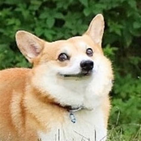 Bob The Corgi Youtube