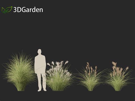 Miscanthus Sinensis Gracillimus Chinese Silver Grass 3d Model 3dgardenplants