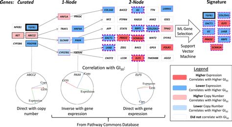 Procedure For Pathway Gene Selection An Initial Set Of Genes With Download Scientific Diagram
