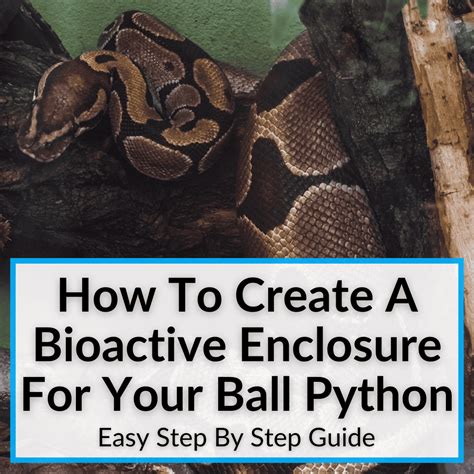 How To Create A Bioactive Enclosure For Your Ball Python Step By Step Guide