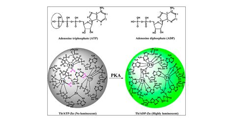 All In One Luminescent Lanthanide Coordination Polymer Nanoprobe For Facile Detection Of Protein