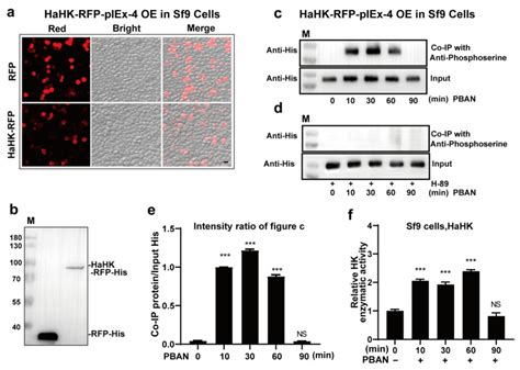 Hexokinase Is Required For Sex Pheromone Biosynthesis In Helicoverpa Armigera Pmc