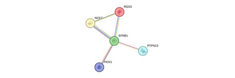 Efnb1 Gene Genecards Efnb1 Protein Efnb1 Antibody