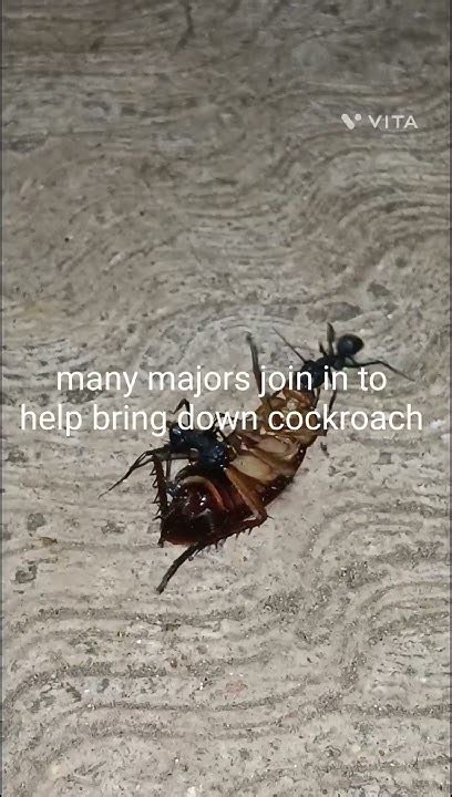 Feading Cockroach To Godzilla Ants Youtube