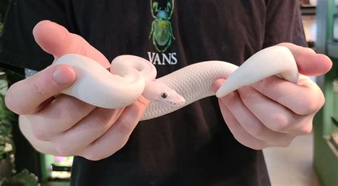 Python Regius Ball Python Super Lesser Male 9 Ball Pytho