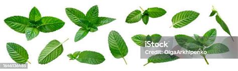 하얀 배경에 분리된 초록색 신선한 민트 잎 모음 차 성분 조미료 향기로운 식물 약초 화장품 아로마 오일 0명에 대한 스톡 사진 및 기타 이미지 Istock