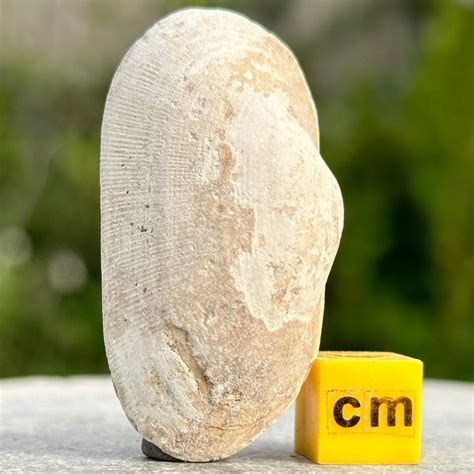 Bivalve Fossil Pliocene Period Indonesia Uk Fossils