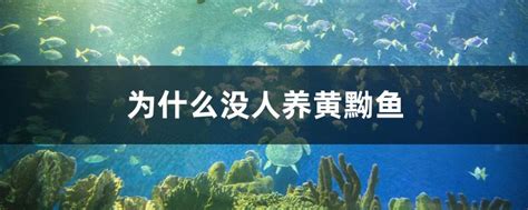 为什么没人养黄黝鱼 鱼百科