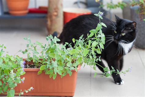 Can Cats Eat Catnip Safe Consumption And Benefits Explained