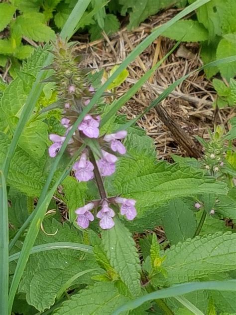 The Naming Of Flowers A Spring Musing Cherry S Cache The Naming Of Flowers A Spring Musing Cherry S Cache
