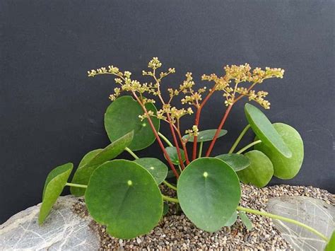Pilea Plant Varieties And Types That Can Thrive Indoors Potted Well