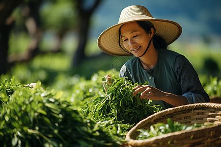 辛勤劳动的茶农高清图片下载 正版图片600734612 摄图网