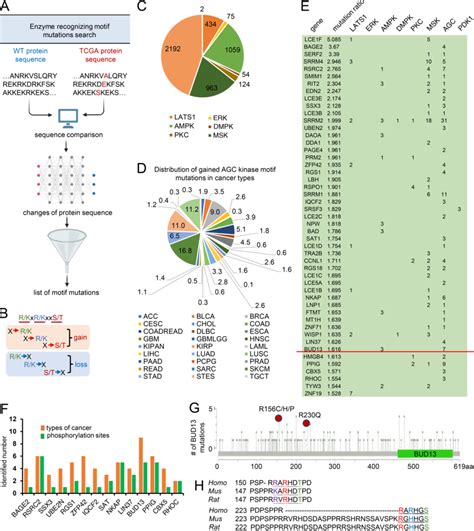 Systematic Identification Of Enzyme Recognizing Motif Mutations In Download Scientific Diagram