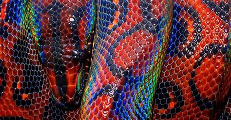 Rainbow Boa Imgur