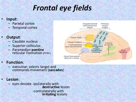Premotor Cortex Lesion Body Pathology Fasrdeep Premotor Cortex Lesion Body Pathology Fasrdeep