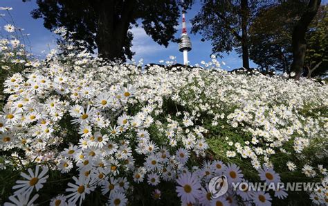 구절초 핀 남산공원길 연합뉴스