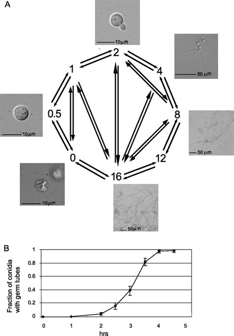 A The Closed Loop Experimental Design Used For Transcriptional Download Scientific Diagram