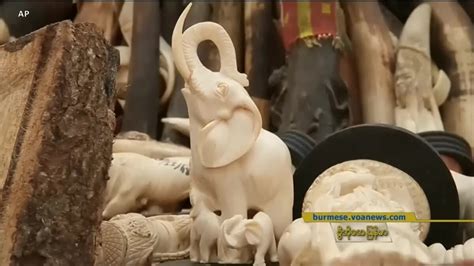 ဆင်စွယ်တွေရဲ့ Dna မှောင်ခိုကူးမှုကို ခြေရာခံ