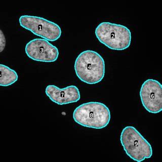 PDF ImageJ Macro Programming For Biological Image Analysis