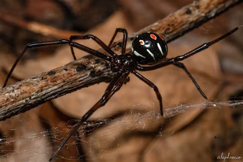 Black Widow Spiderling