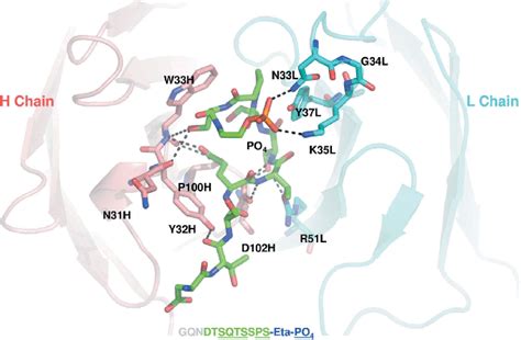 Crystal Structure Of The Antigen Binding Fragment Of Wild Type Antibody Download Scientific