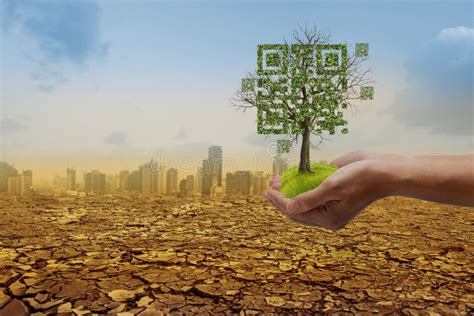 QR Code Tree With A Symbol In The Dry Forest Background Technology Business And Nature Concept