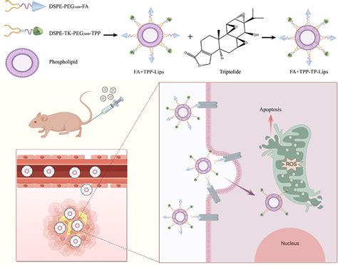 A Novel Triptolide Nano Liposome With Mitochondrial Targeting For Trea Ijn