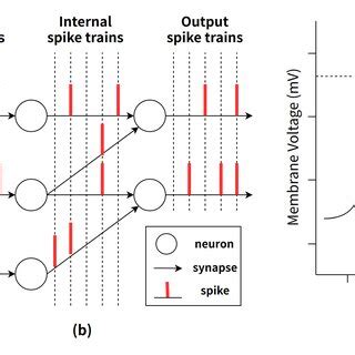 A Simple SNN Example A Two Neuron Populations Are Connected To Each Download Scientific